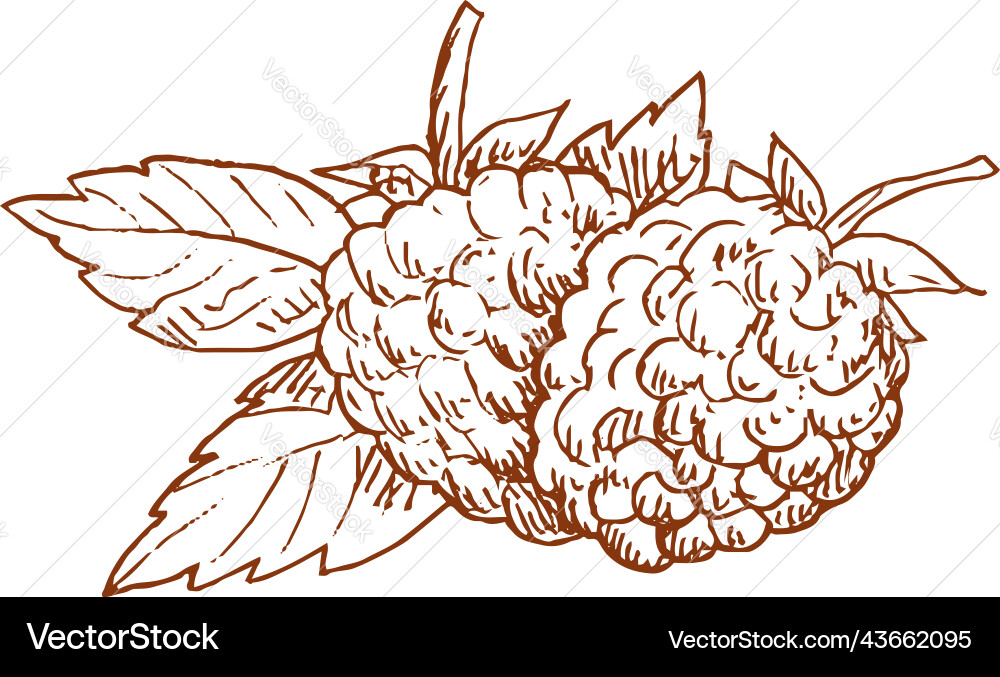 Blackberries with leaf isolated raspberry bramble Vector Image