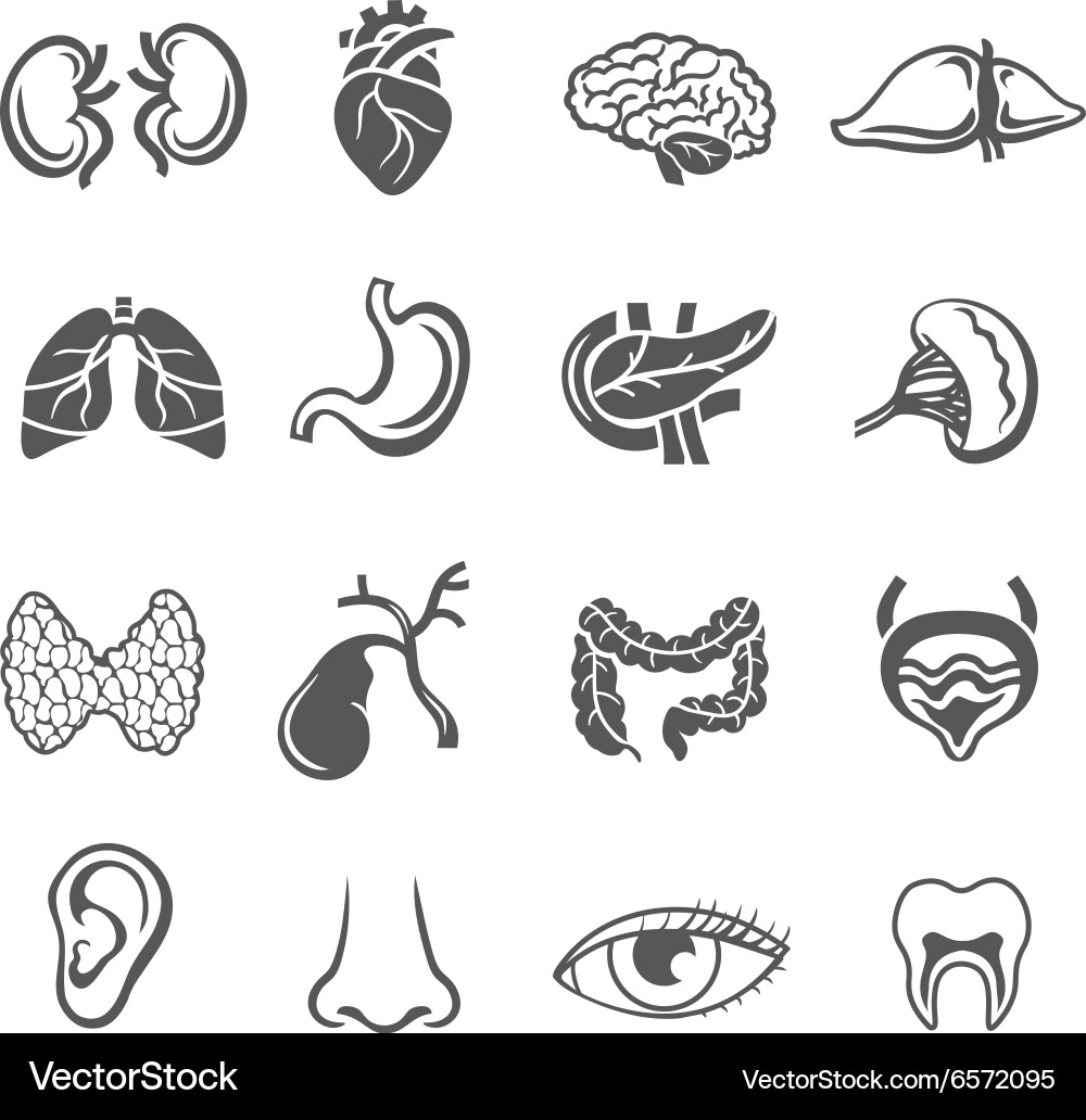 Human organs set Royalty Free Vector Image - VectorStock