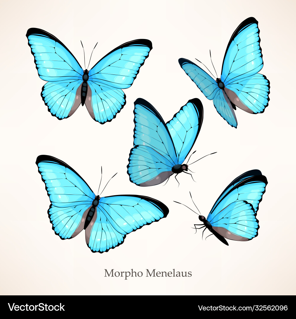 Butterfly Morpho Drawing Vector Images (over 440)