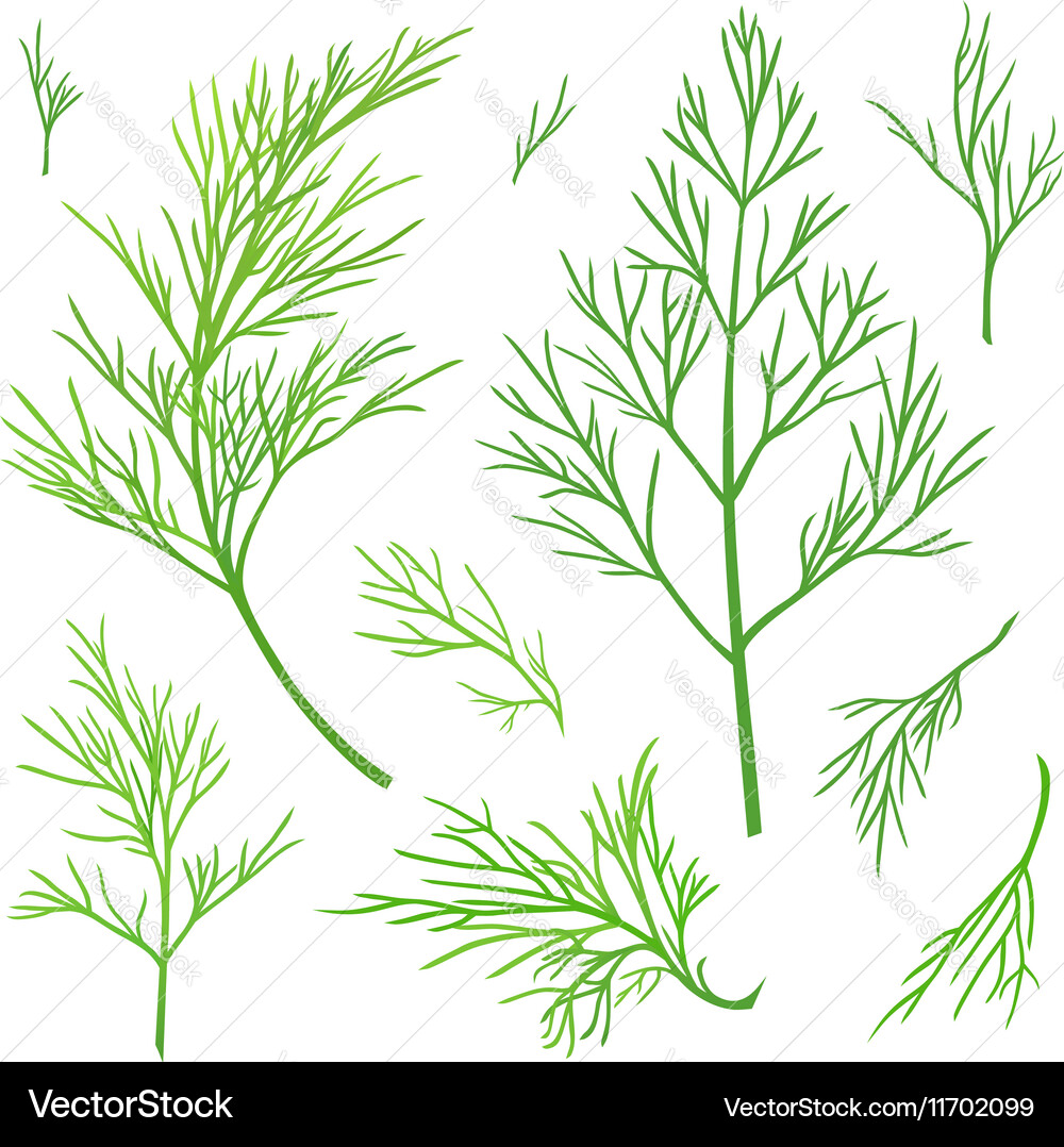 Twigs of dill Royalty Free Vector Image - VectorStock