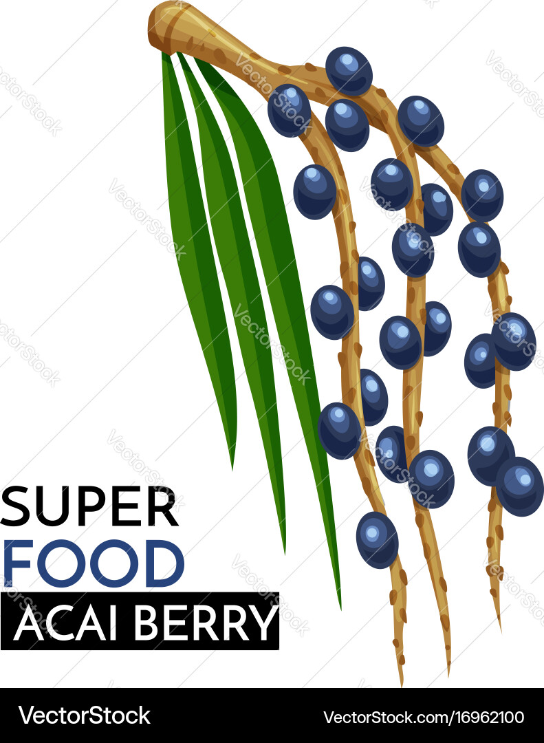 Acai berry icon Royalty Free Vector Image - VectorStock