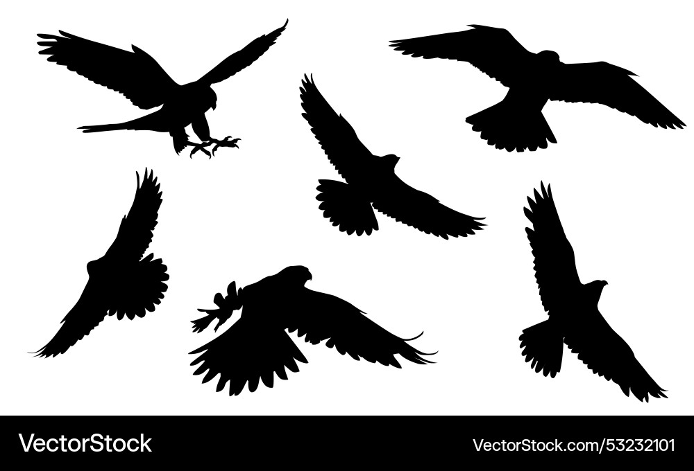 Animals eagle hawk bird fly swoop attack Vector Image