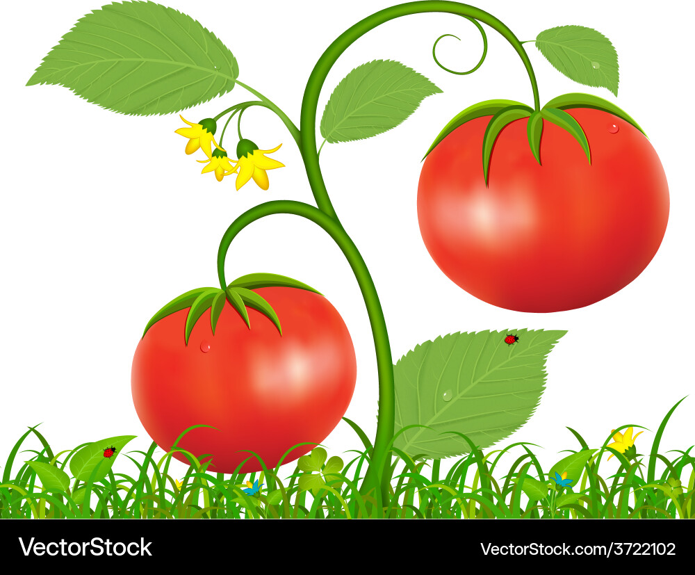 Tomato Royalty Free Vector Image - VectorStock