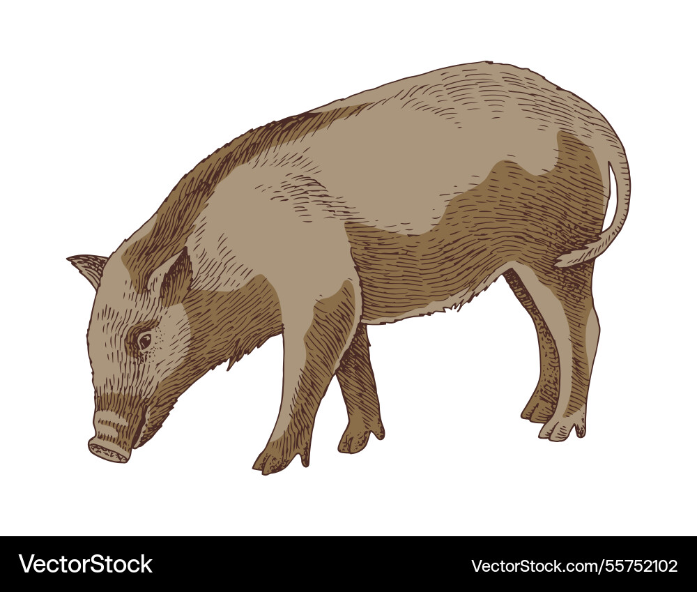 Wild boar hand drawn Royalty Free Vector Image