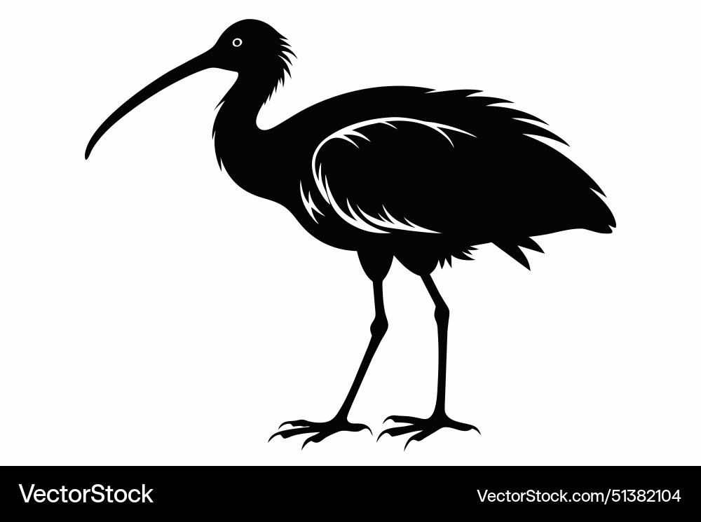 Graceful shadows the ibis silhouette eps Vector Image