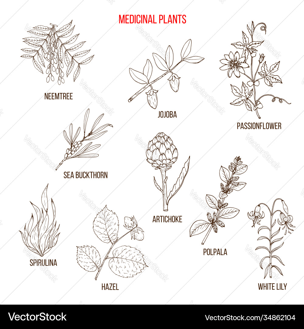 Medicinal herbs collection Royalty Free Vector Image