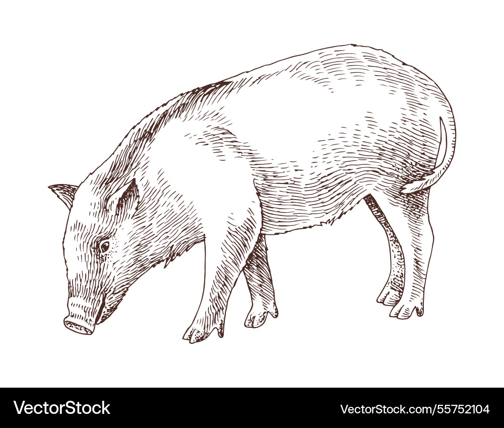 Wild boar hand drawn Royalty Free Vector Image