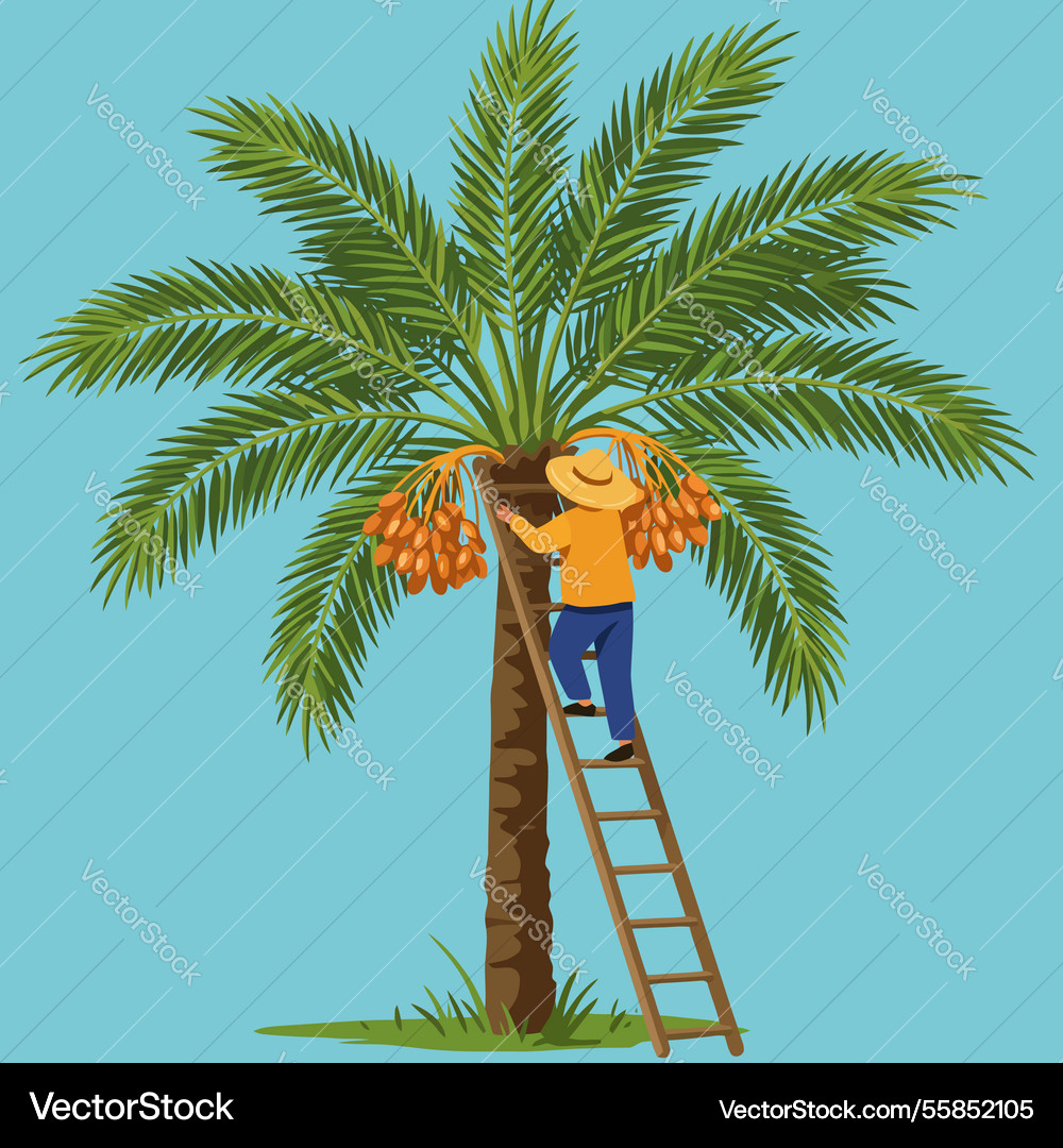 Harvesting dates from palm tree using ladder Vector Image