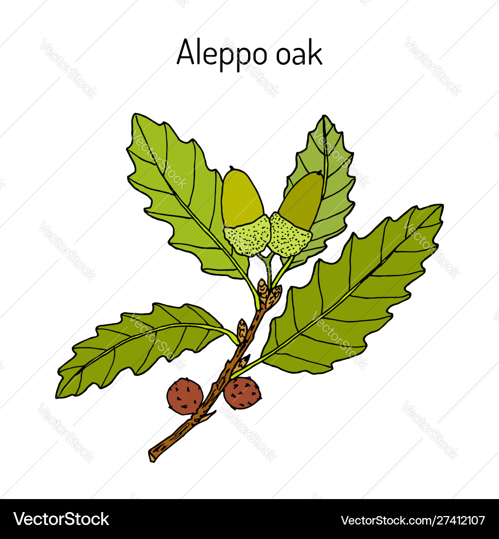 Aleppo Eiche quercus infectoria Heilpflanze Vektorbild