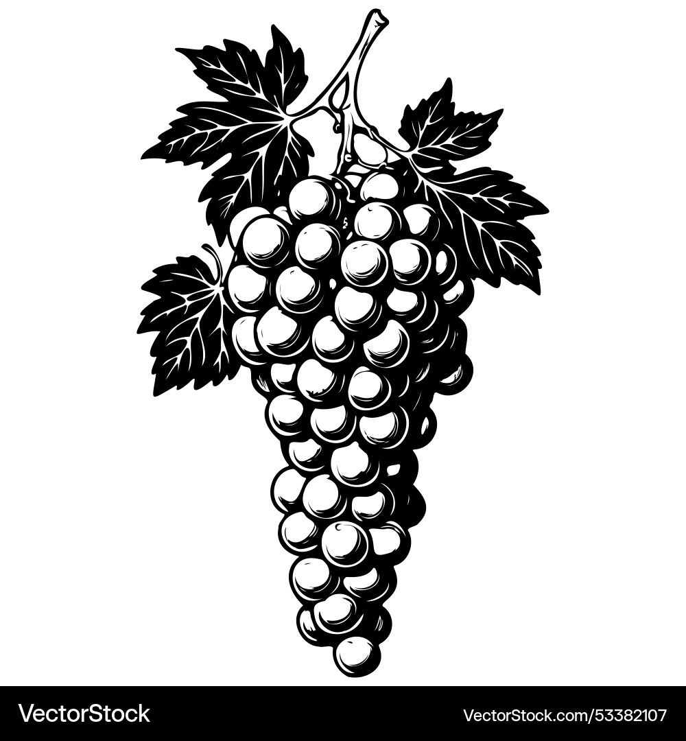 Kyoho grape drawing realistic hand line Royalty Free Vector