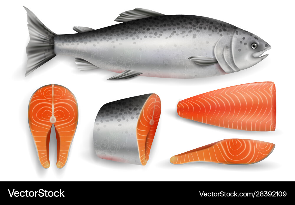 Salmon red fish realistic isolated Royalty Free Vector Image
