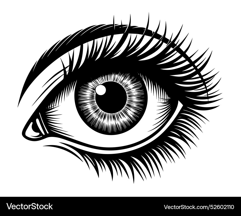 A detailed human eye Royalty Free Vector Image