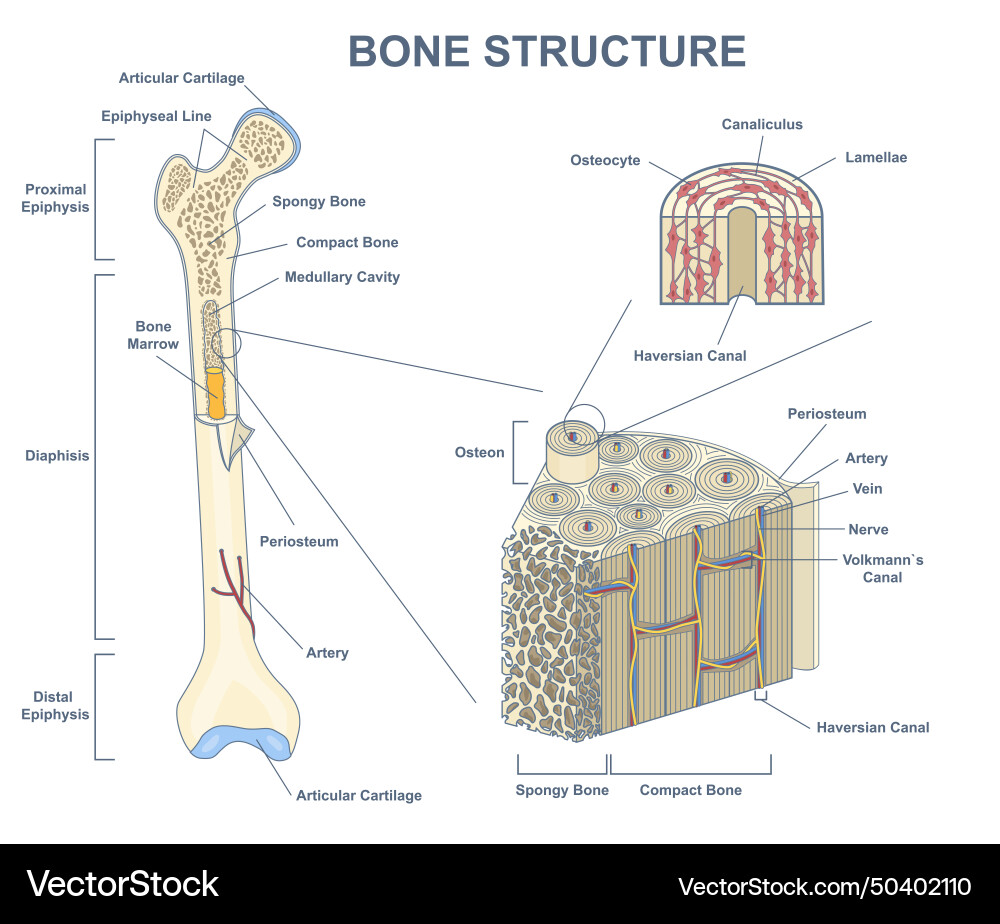 Bone cross-section with isolated outline Vector Image Bone cross-section with isolated outline Vector Image