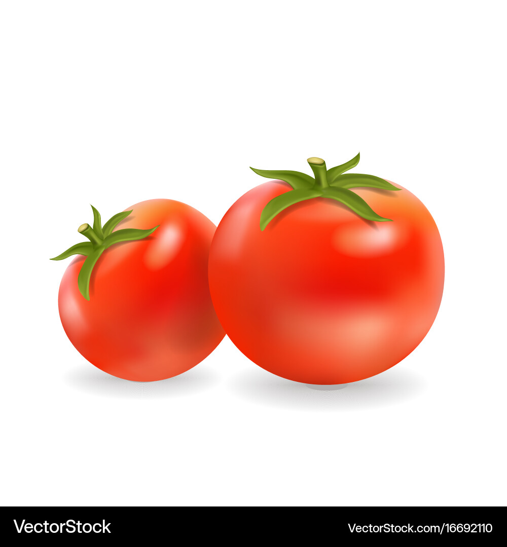 Realistic 3D Tomato Royalty Free Vector Image - VectorStock