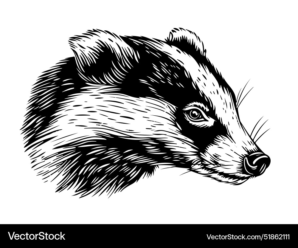 Badger drawing engraving ink line art Royalty Free Vector