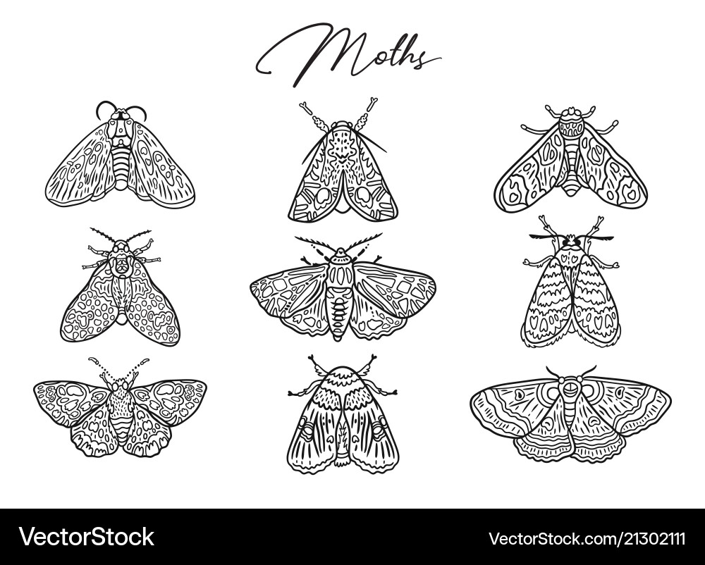 Ink butterflies and moths collection hand drawn Vector Image