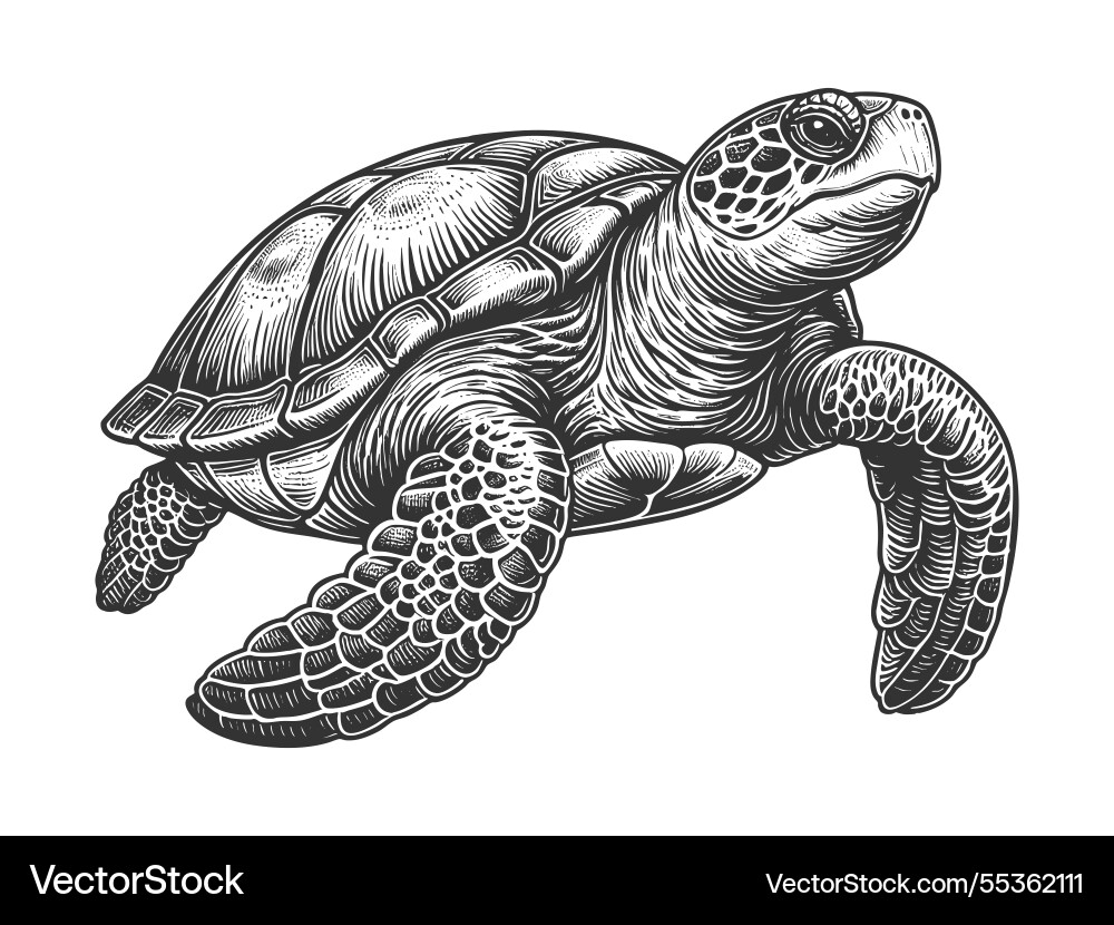 Intricate Sea Turtle Engraving Royalty Free Vector Image