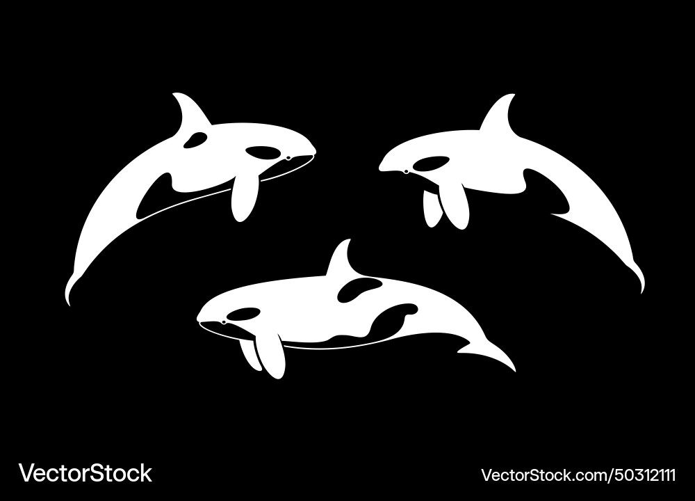 Killer whale Royalty Free Vector Image - VectorStock