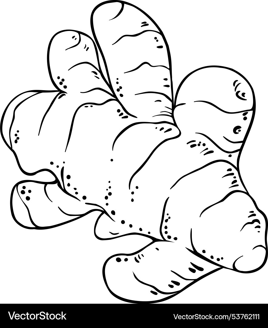 Turmeric root isolated outline Royalty Free Vector Image