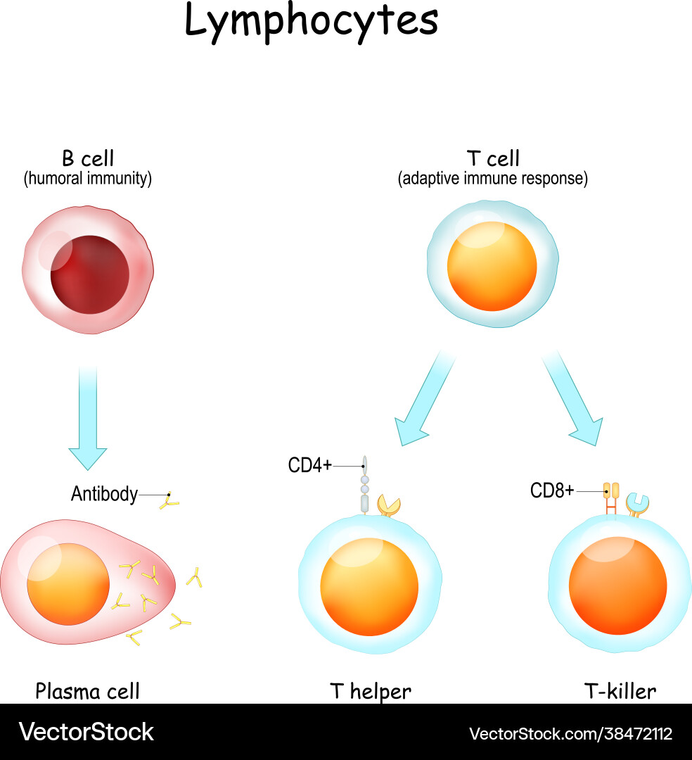 Lymphocytes b cell and t-cell Royalty Free Vector Image