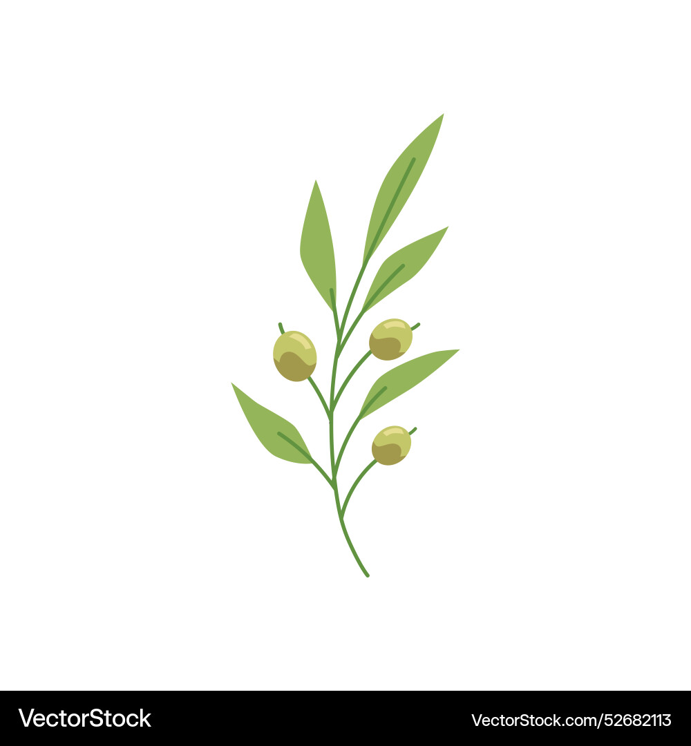 A beautiful olive branch Royalty Free Vector Image