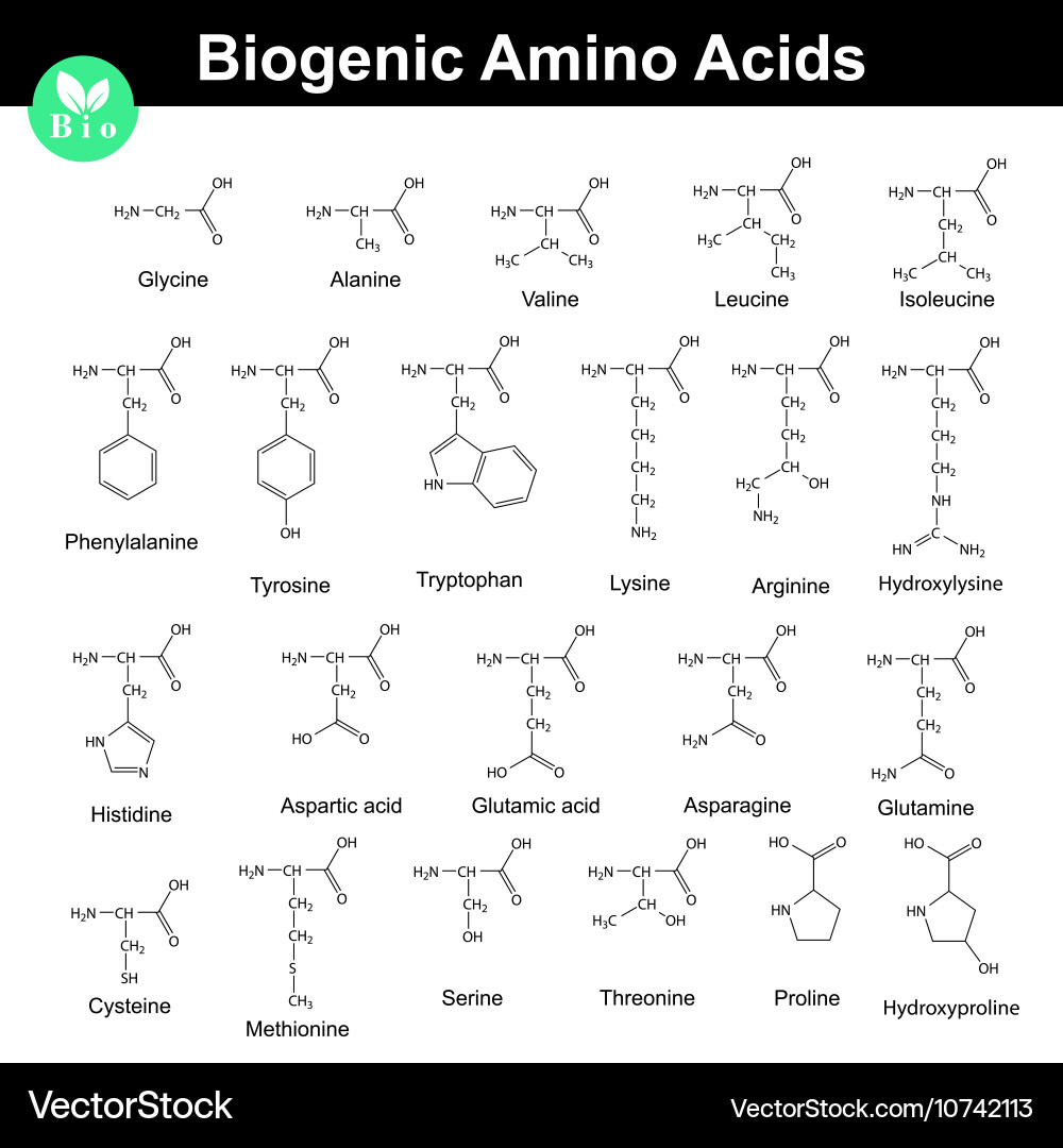 Amino Acid Structural Formula