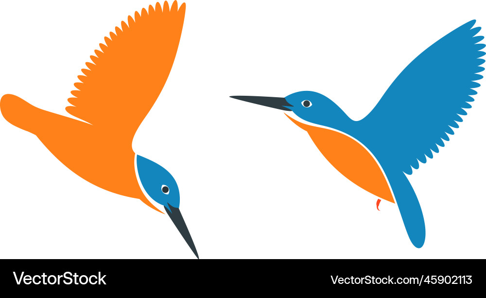 Kingfisher bird Royalty Free Vector Image - VectorStock