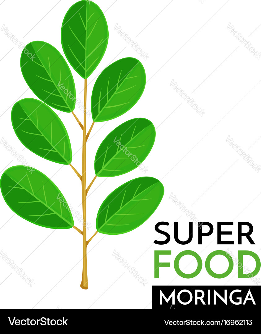 Moringa icon Royalty Free Vector Image - VectorStock