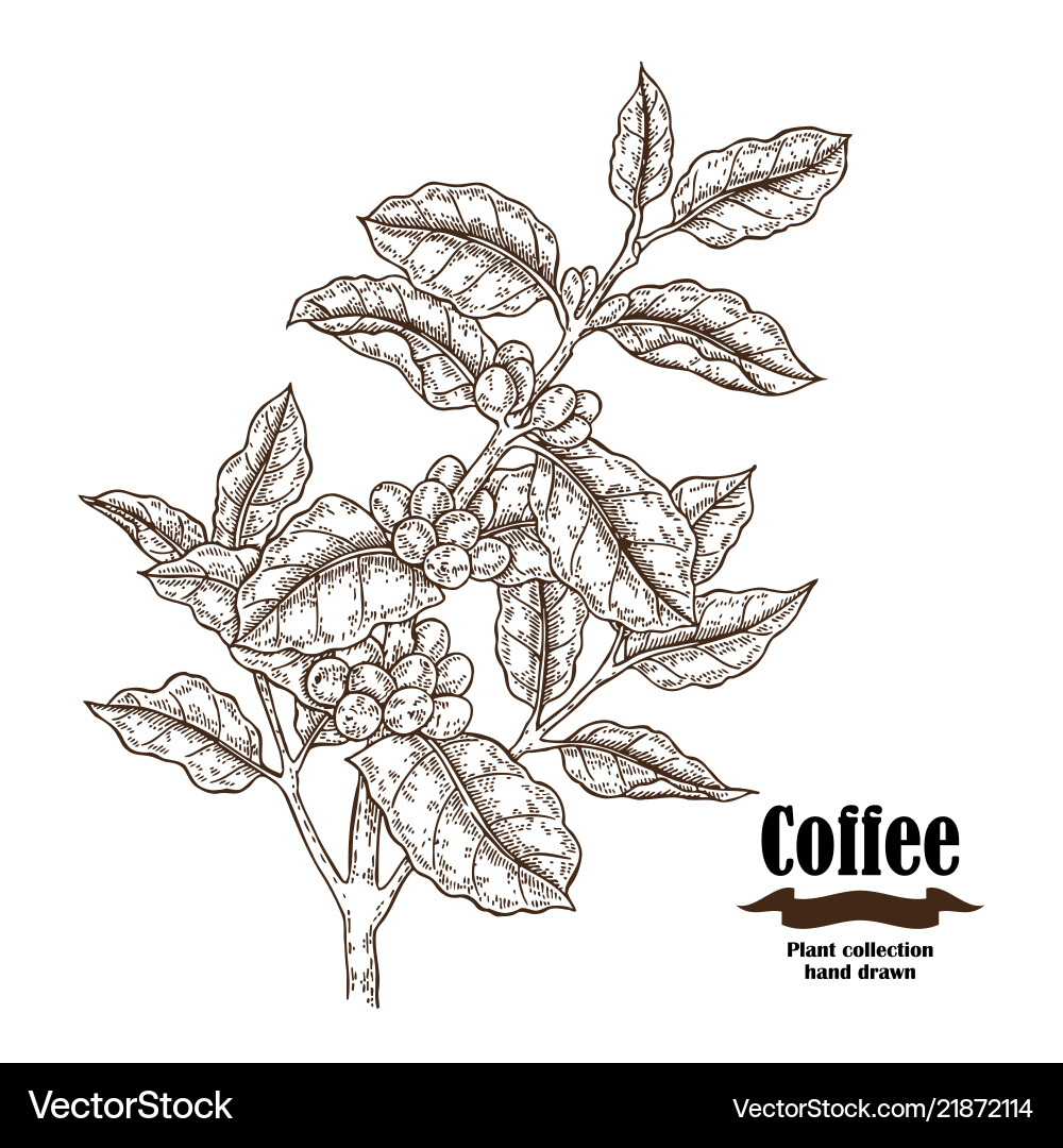 Hand drawn coffee branch with berries and leaves Vector Image