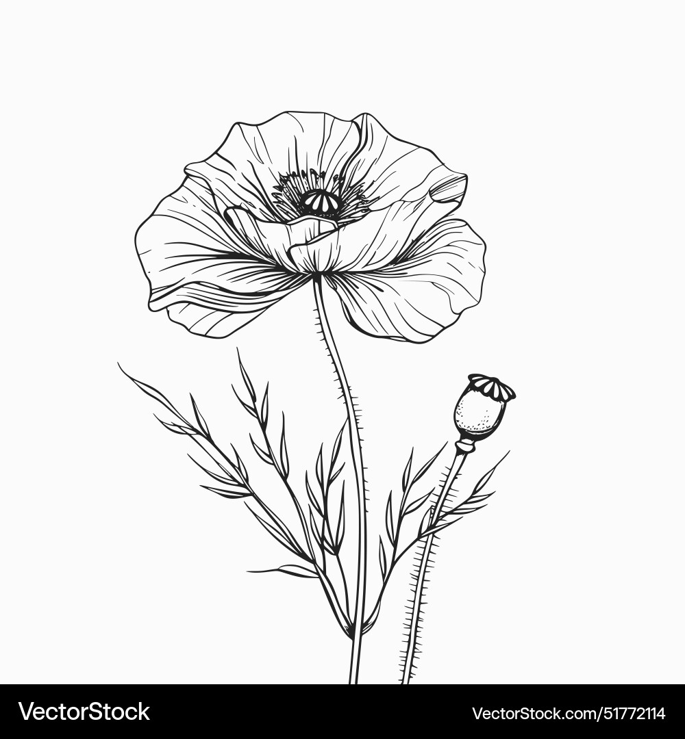 Poppy flower drawing design line art Royalty Free Vector