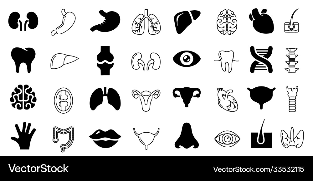 Human organs icon set symbols Royalty Free Vector Image