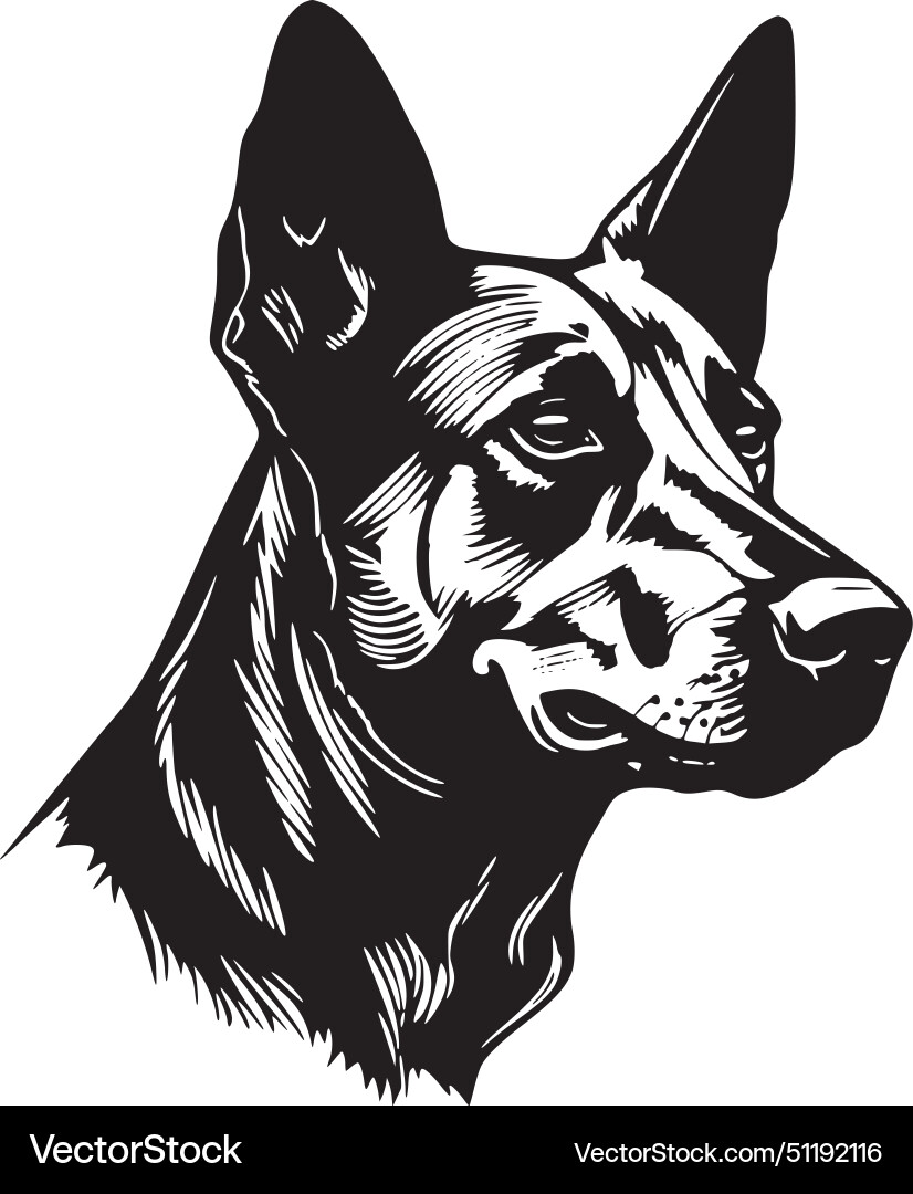 Australian kelpie - high quality logo - ideal for Vector Image