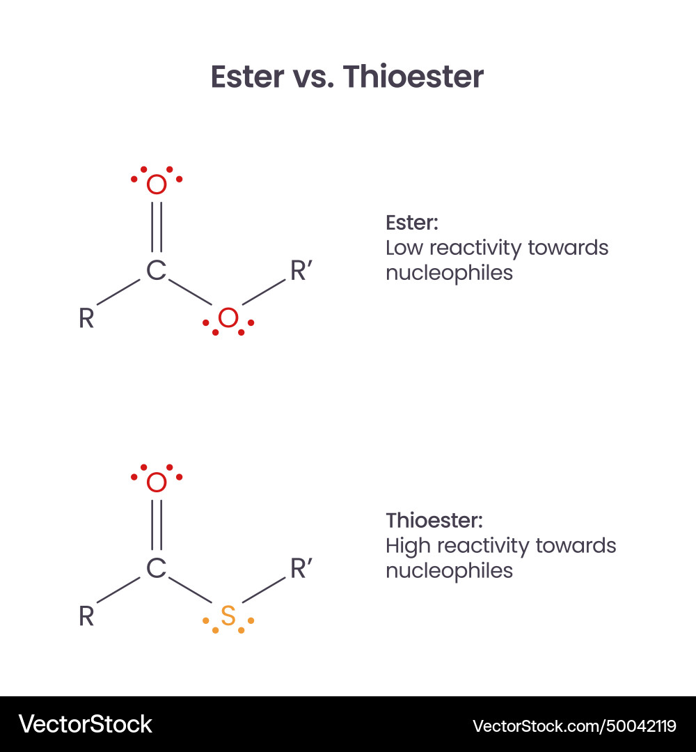 Easter versus thioester functional groups Vector Image