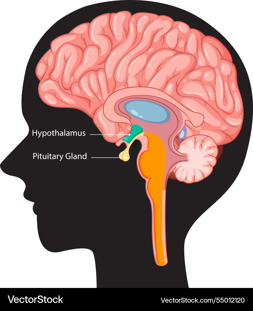 Brain with labeled hypothalamus and pituitary Vector Image