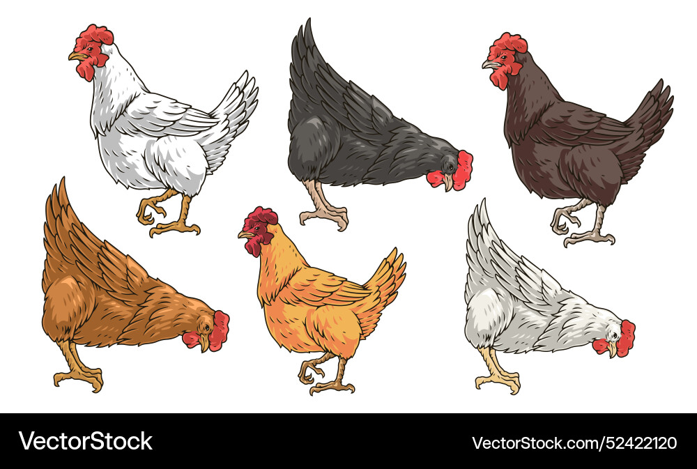 Colorful Chicken Set Royalty Free Vector Image