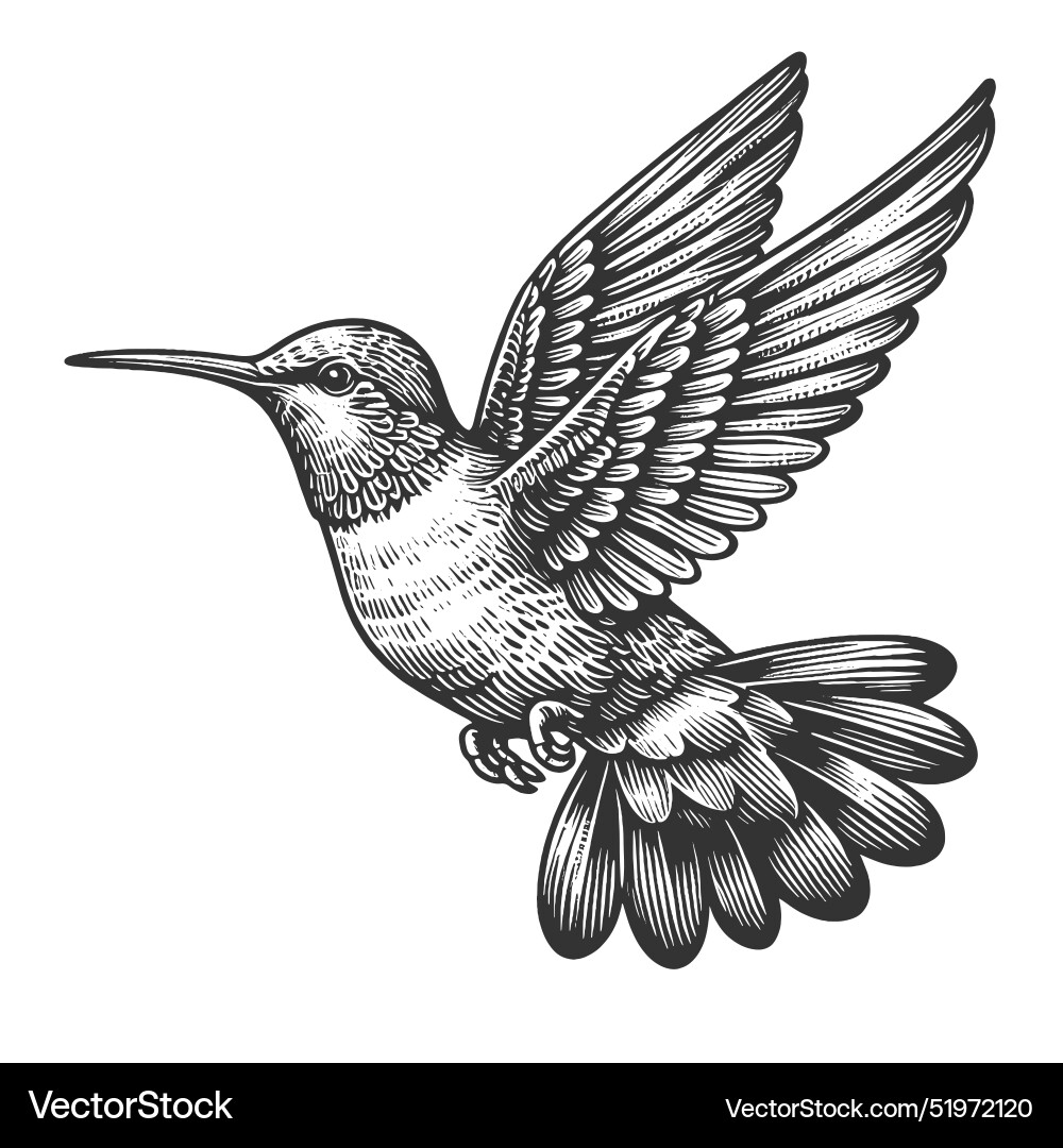 Hummingbird in flight engraving sketch Royalty Free Vector