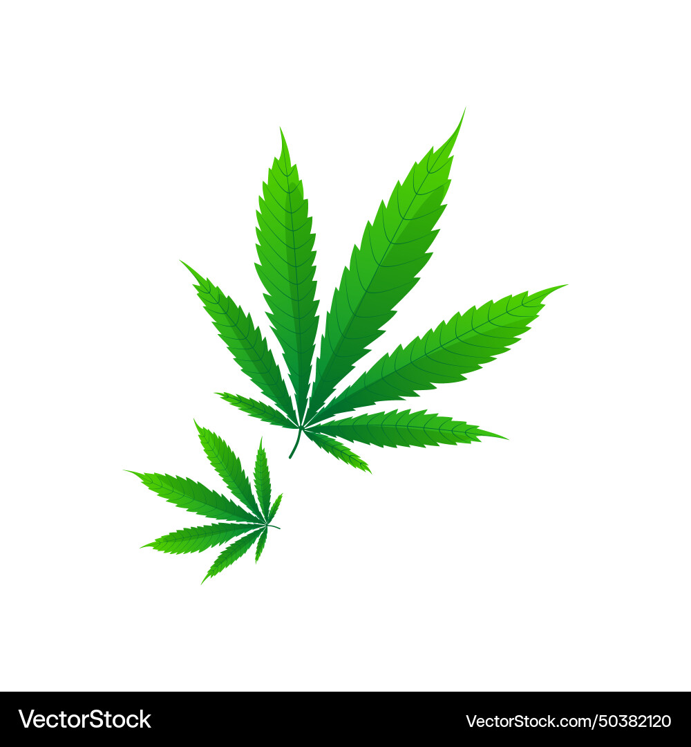 Medical cannabis marijuana two leaves cbd Vector Image