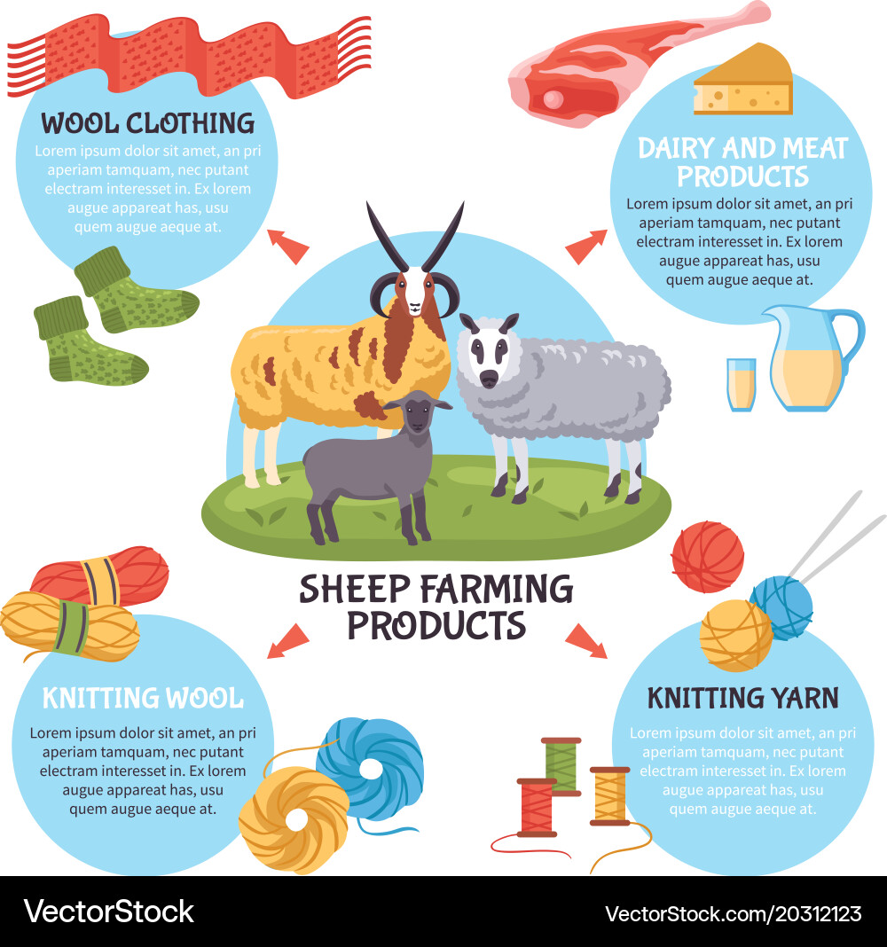 Sheep breeding infographics Royalty Free Vector Image