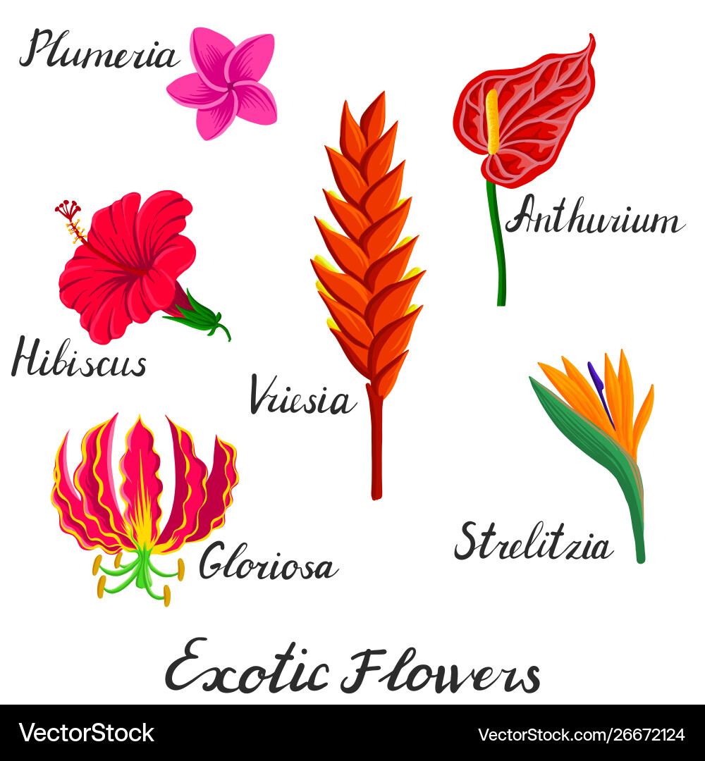 Drawing exotic flowers Royalty Free Vector Image