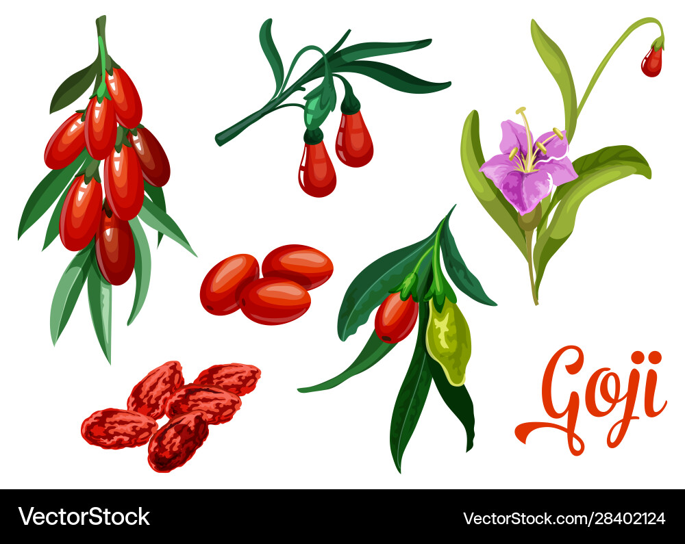 Goji Berry & Flower Botanical Royalty Free Vector Image