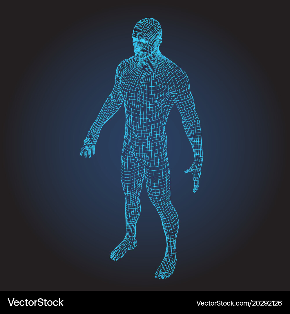 3D Wireframe Human Model Royalty Free Vector Image