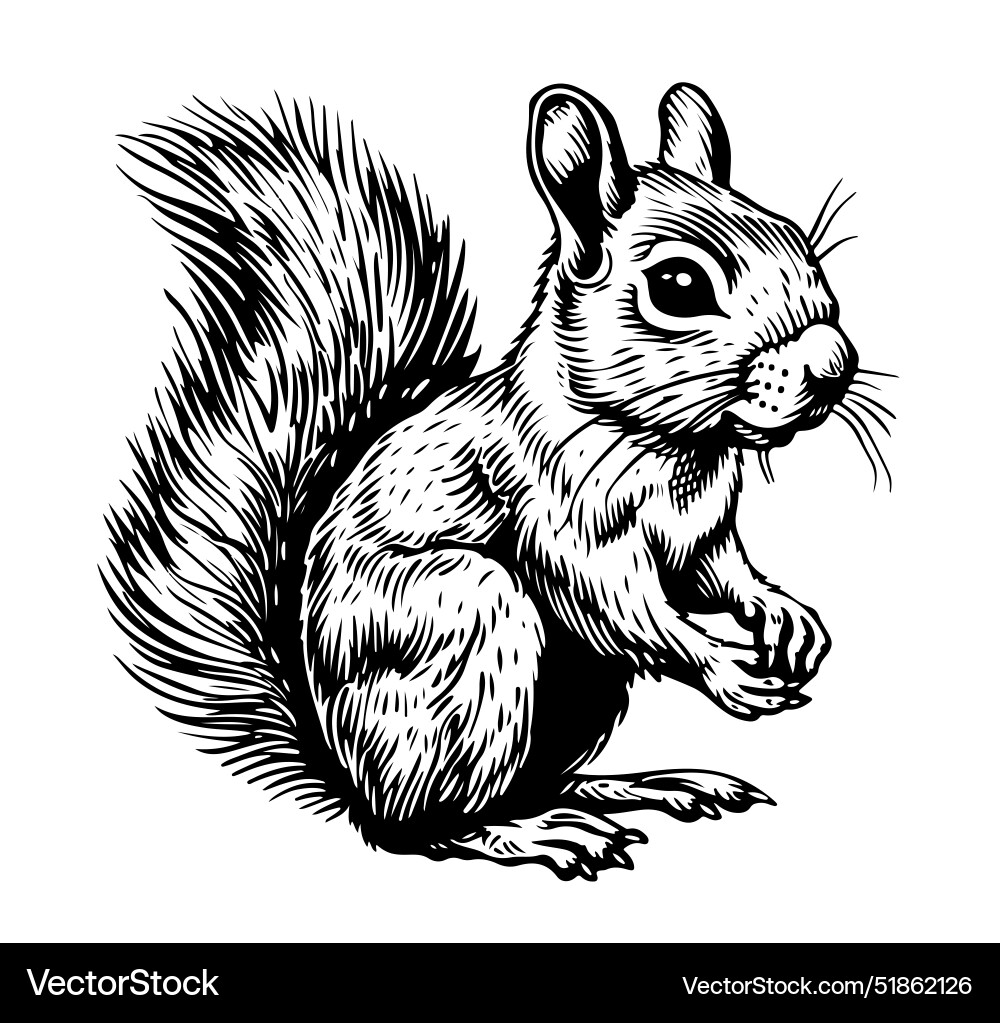 Hand drawn engraving pen and ink squirrel vintage Vector Image