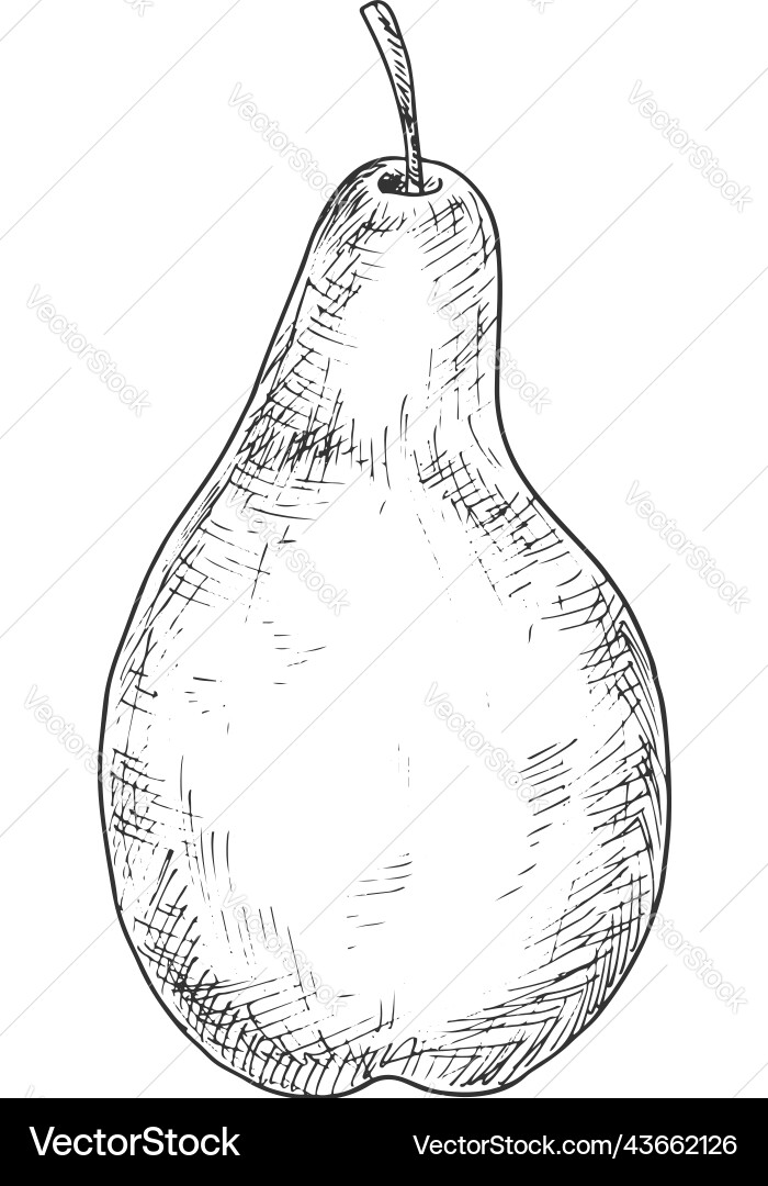 Pear fruit isolated sketch organic food Royalty Free Vector