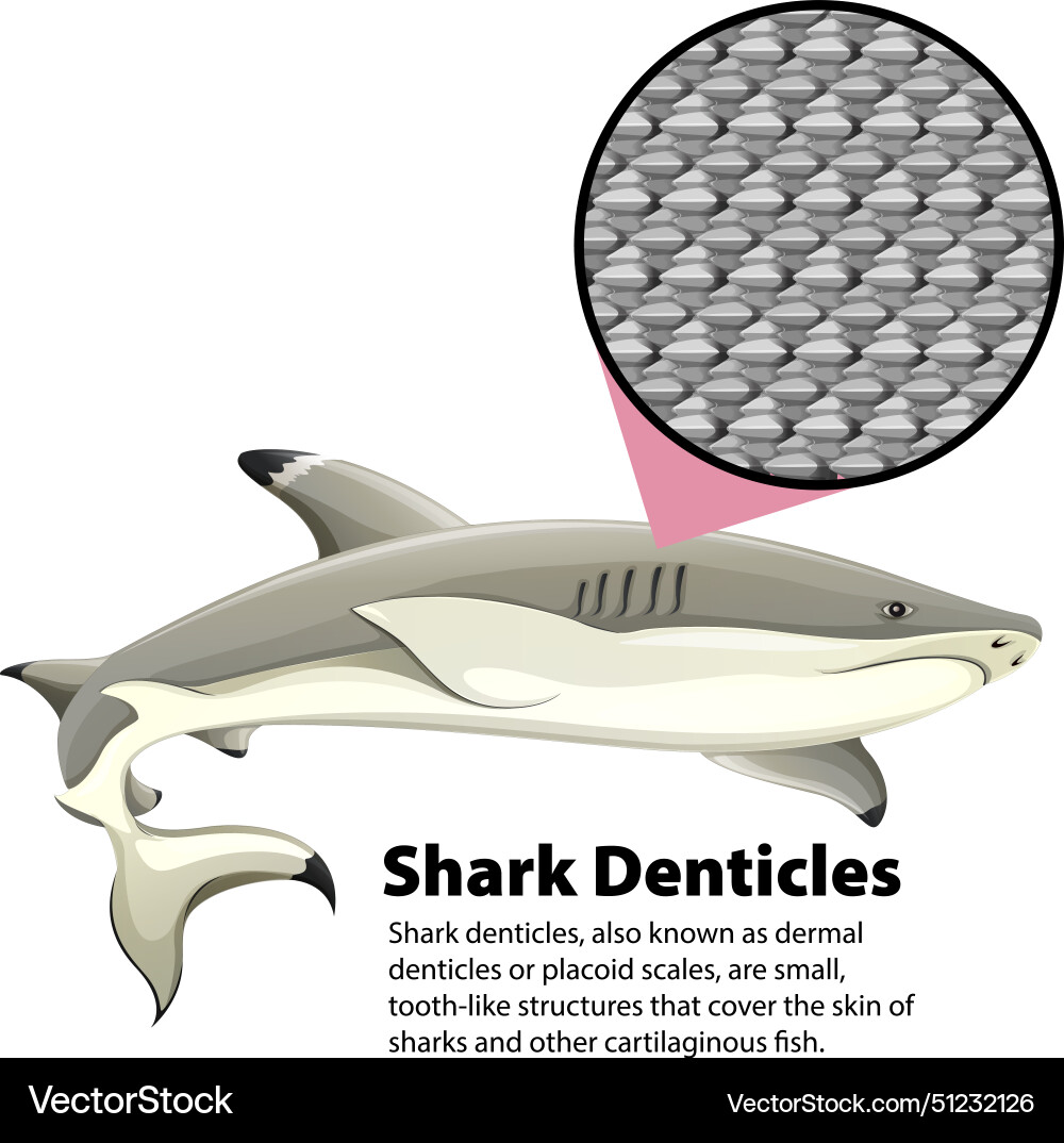 Showing shark and magnified skin denticles Vector Image