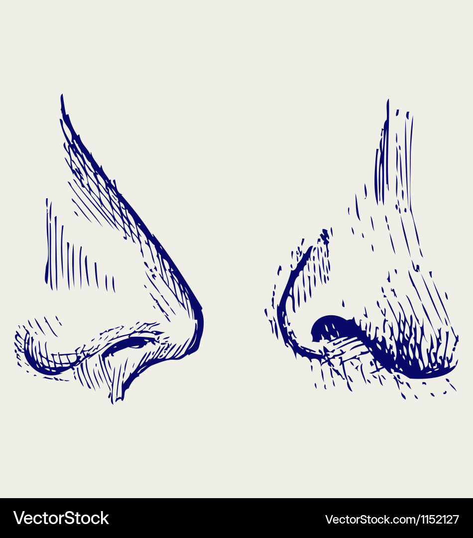 Nose Royalty Free Vector Image - VectorStock