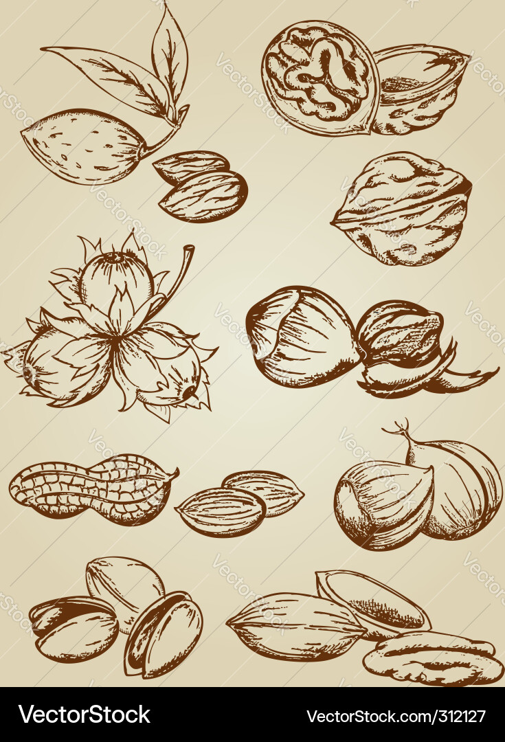 Walnut Shell Clipart Pened Walnut Shell On Image & Photo (Free Trial)