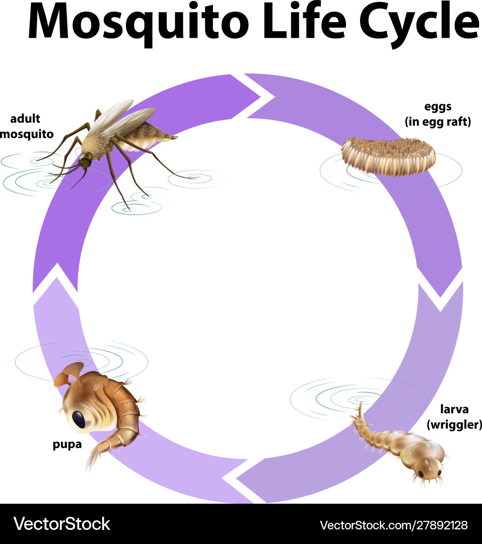 Mosquito Life Cycle Diagram – Royalty-Free Vector | VectorStock