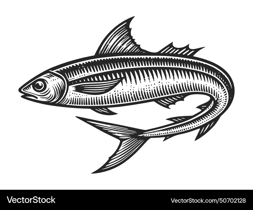 Vintage style engraved anchovy sketch Royalty Free Vector