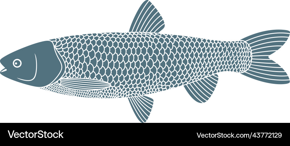 Grass carp Royalty Free Vector Image - VectorStock