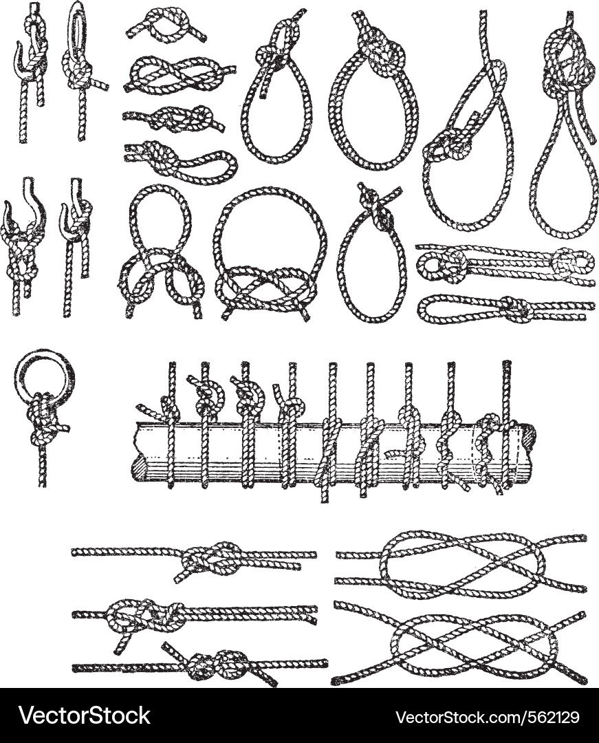 Knots Royalty Free Vector Image - VectorStock
